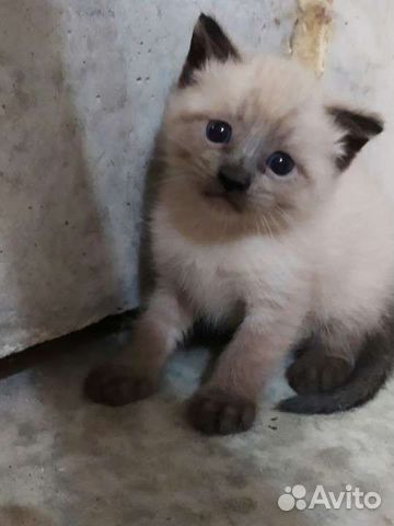 Кошки в добрые руки