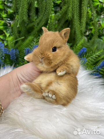 Самые миниатюрные кролики царские