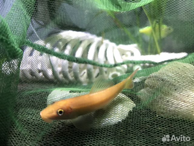 Рыбка аквариумная Геринохейлус