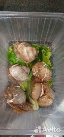 Улитка виноградная