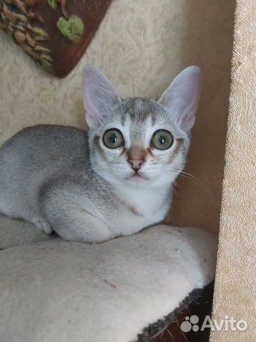 Сингапурские котята