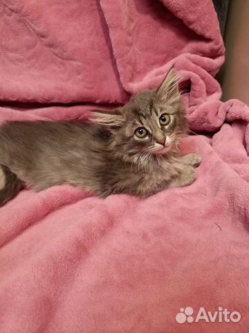 Котенок ищет дом