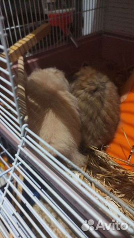 Сирийский хомяк