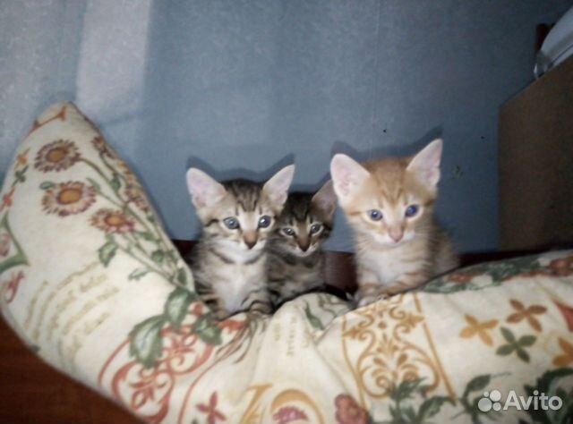 Котята в добрые руки 1 месяц