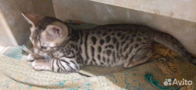 Бенгальская