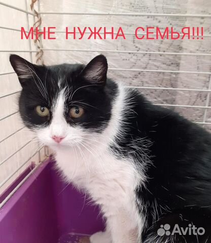 Кошечка сильва, стерилизован. 3.5 Годика