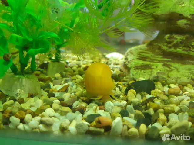 Улитки Ампулярии