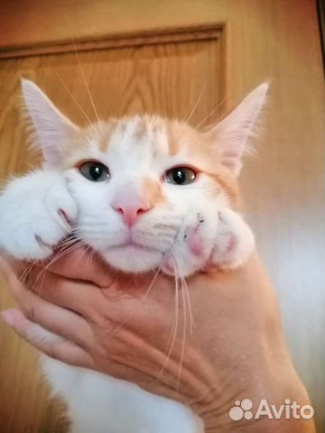 Ласковый котенок в добрые руки