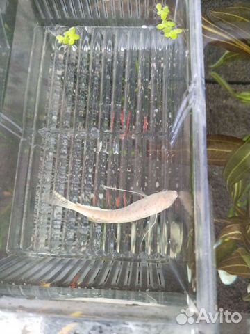 Гурами снежинка