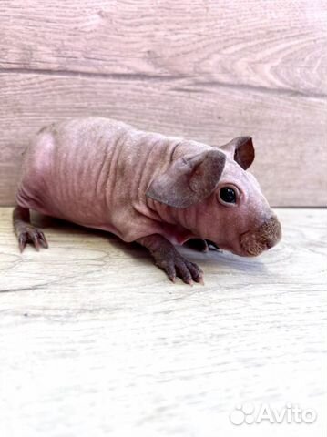 Скинни морская свинка