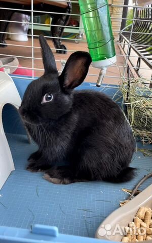 Декоративные кролик