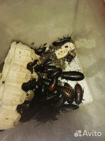 Мадагаскарские тараканы