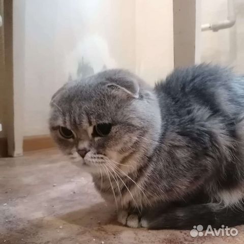 Шотландская