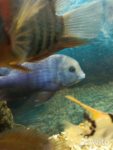 Рыба голубой дельфин