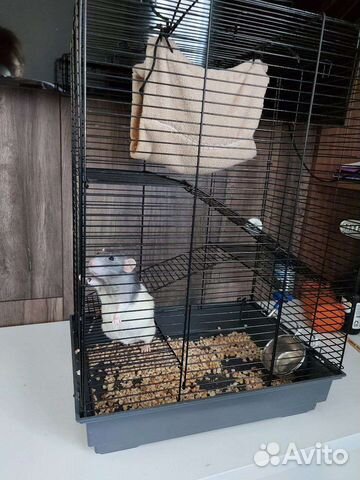 Декоративная крыса с клеткой