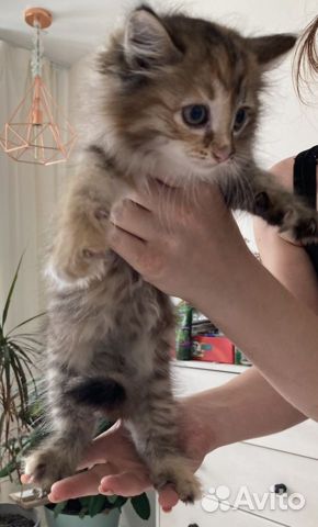 Котенок в добрые руки, девочка