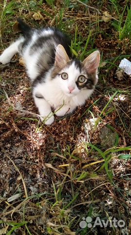 Котенок мальчик 2,5месяца