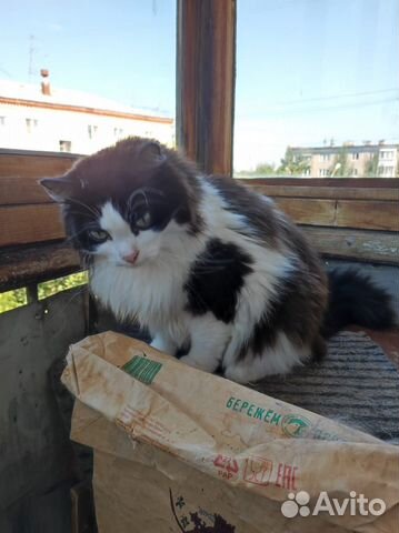 Кот Сеня ищет нового хозяина