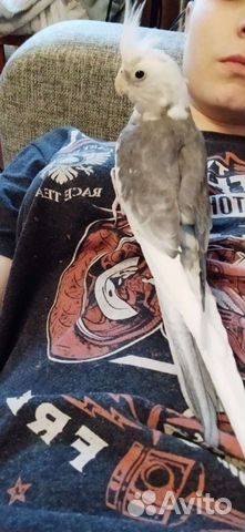 Попугай корелла белощекая