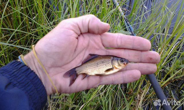 Карась малек