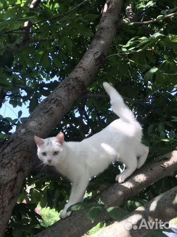 Белая кошка