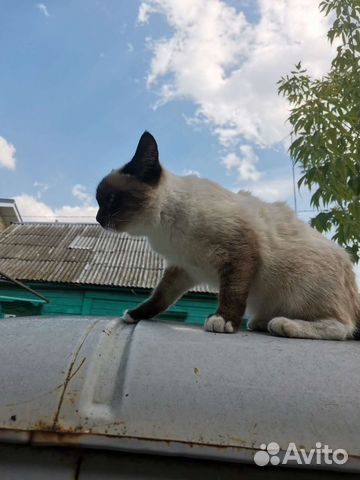 Котята породы бирма-бурма