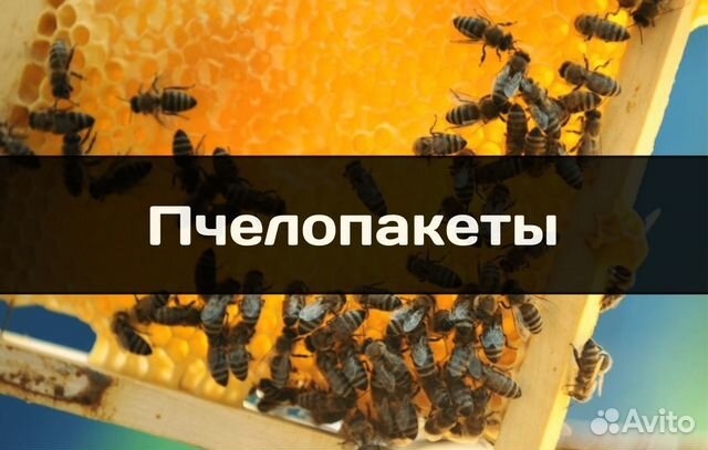 Пчелопакеты, Пчёлы Каринка Бакфаст Карпатка