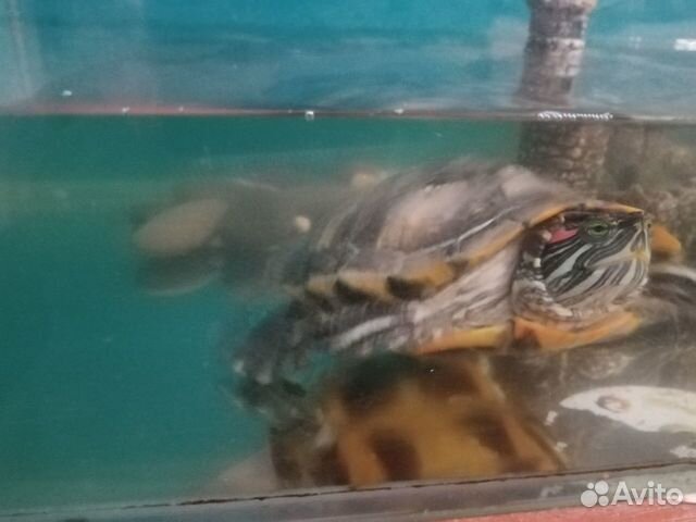 Отдам в добрые руки черепаху