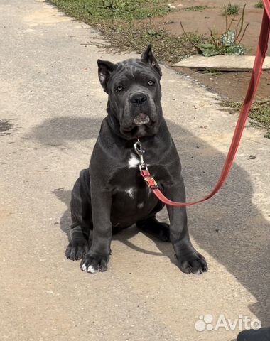 Кане Корсо - две шикарные малышки