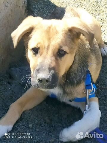 Собака в добрые руки отдам бесплатно