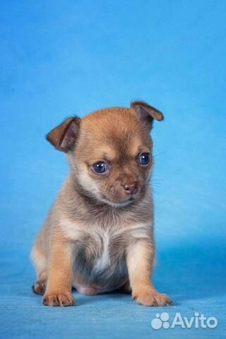 Забавный мальчишка