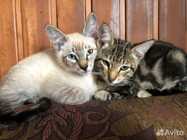 Котята от абиссинской-сиамской кошки