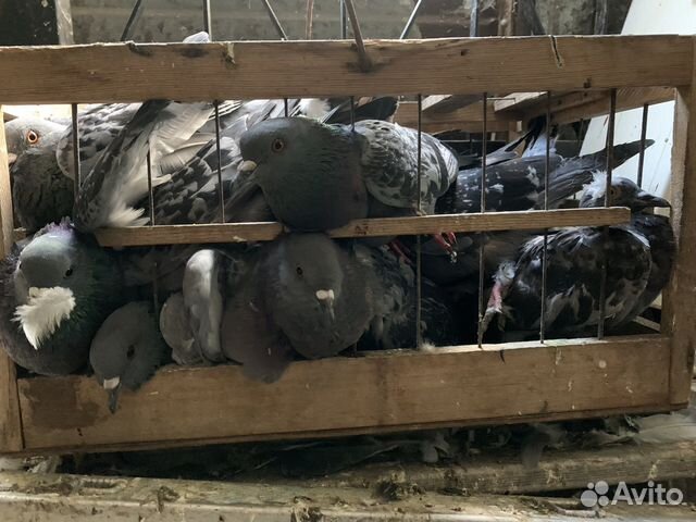 Отдам голубей сизарей