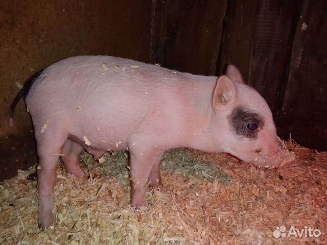 Мини поросенок