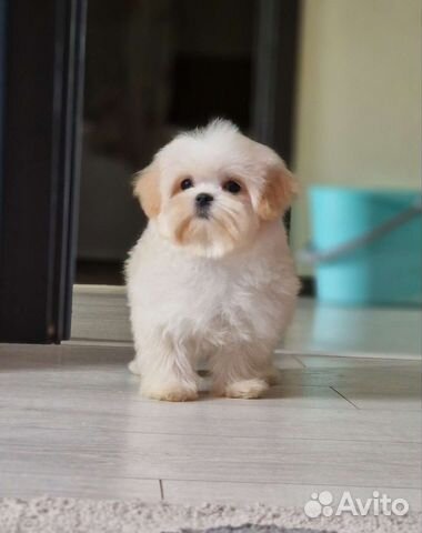 Мальтипу девочка мини Кореял