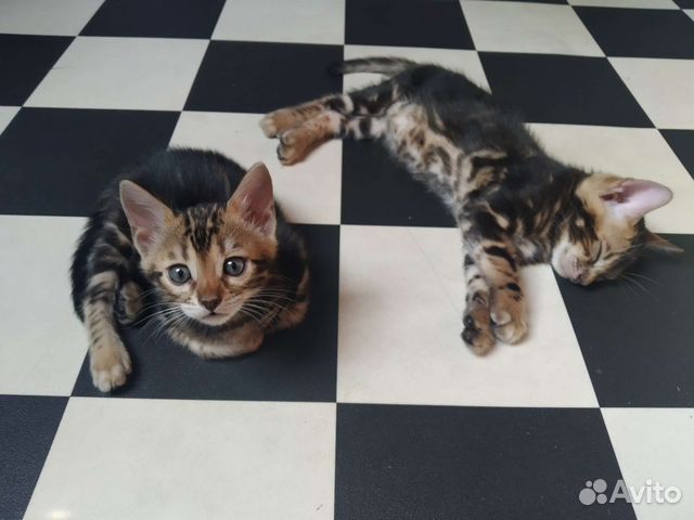 Бенгальские котята (мрамор)