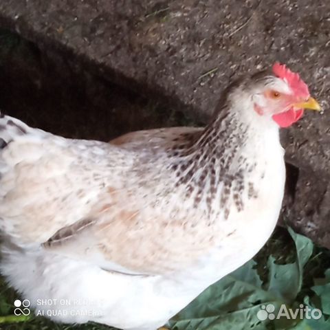 Куры на племя. Мастер грей