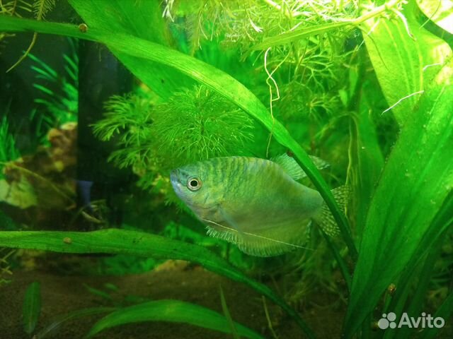 Самец мраморного гурами