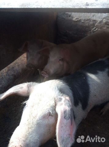 Поросята ландрас