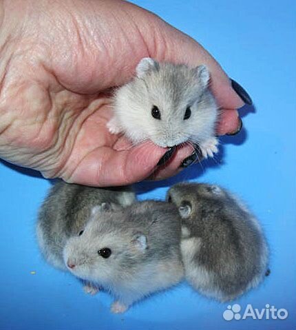 Джунгарские хомячки сапфир