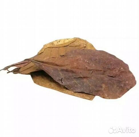 Листья индийского миндаля