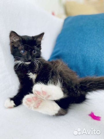 Котёнок Сью с уникальными усиками