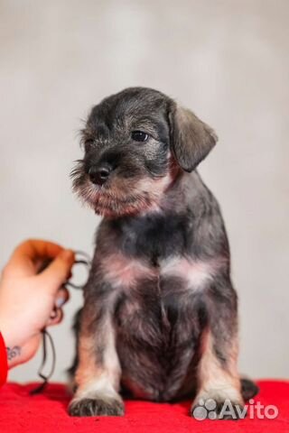 Шнауцер щенок