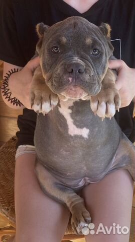 Девочка Американского булли