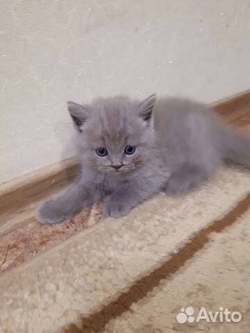 Кошки шотландцы