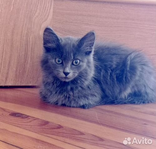 Котёнок Нибелунг девочка. В дар