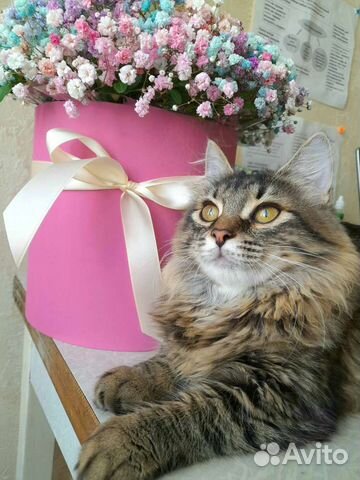 Юленька ищет дом