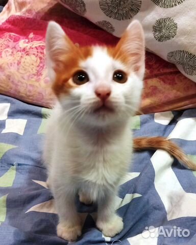 Котенок (мальчик)