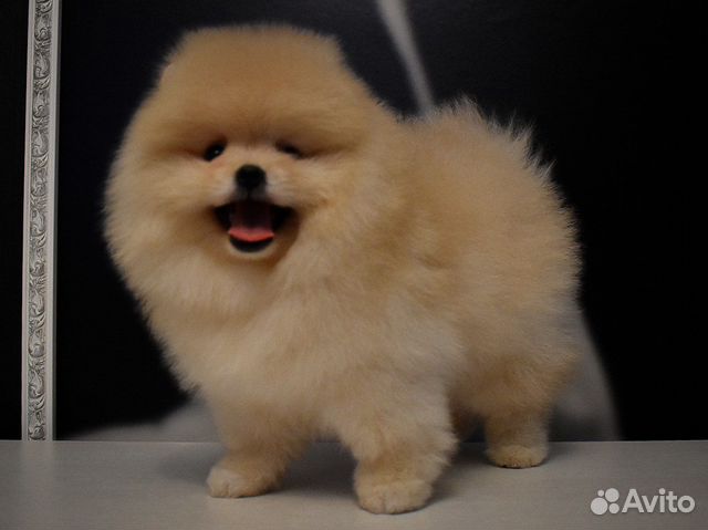 Шикарный медведь