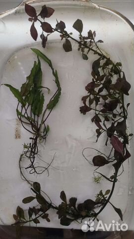 Криптокорина вендта зелёная, людвигия